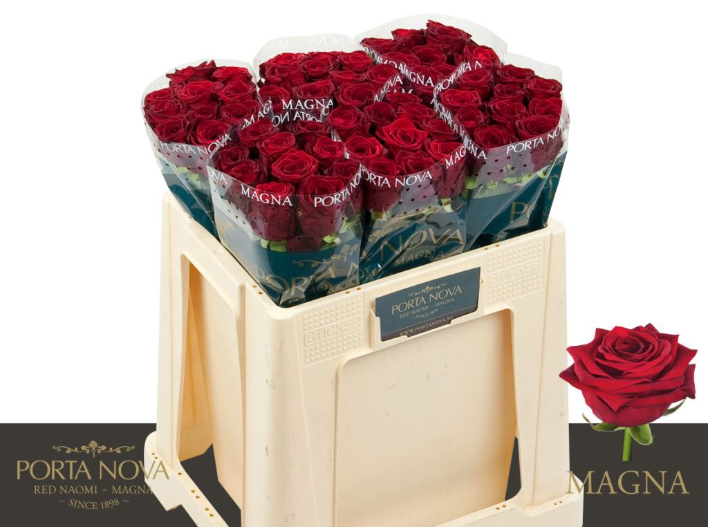 Magna Red Naomi roses by Porta Nova