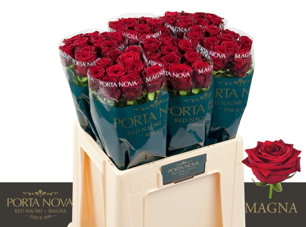 Magna Red Naomi roses by Porta Nova